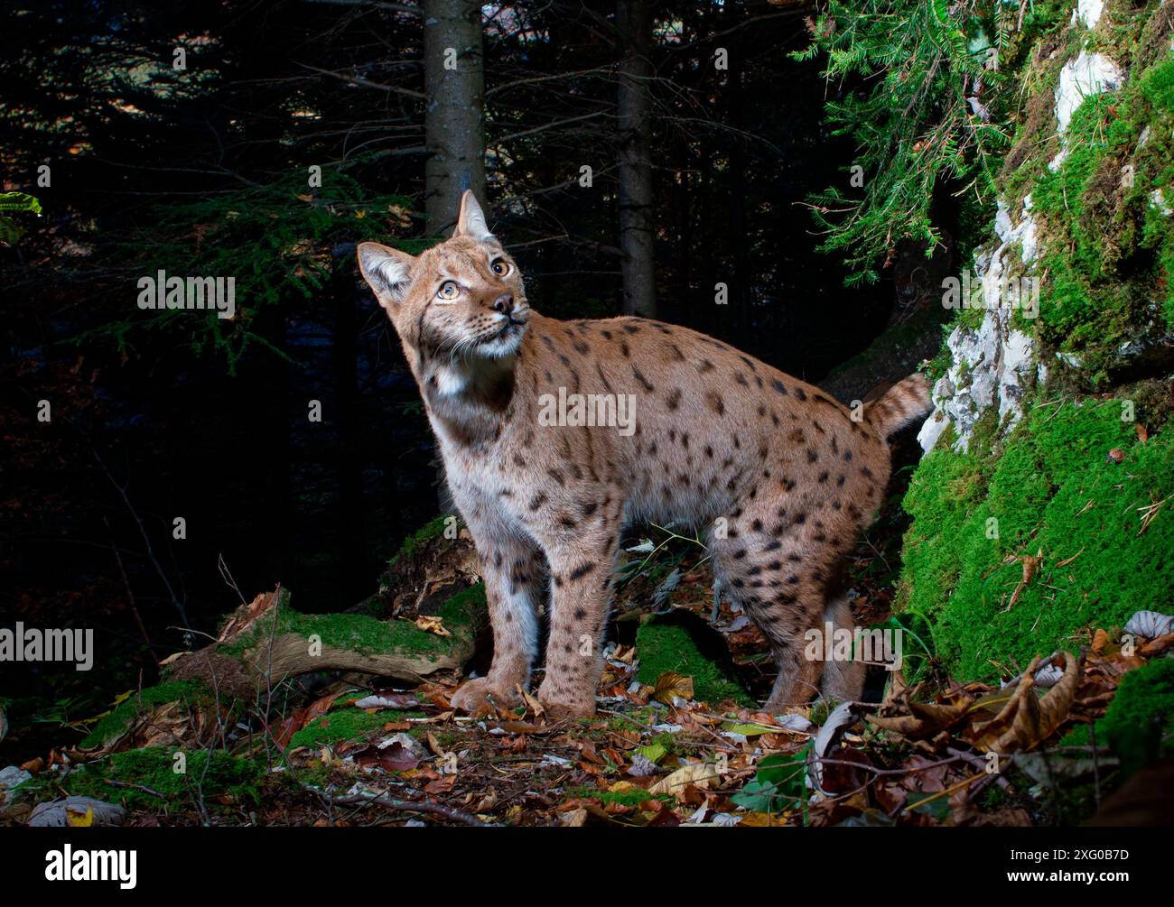 European lynx (Lynx lynx) looking over its shoulder. Photographed with ...