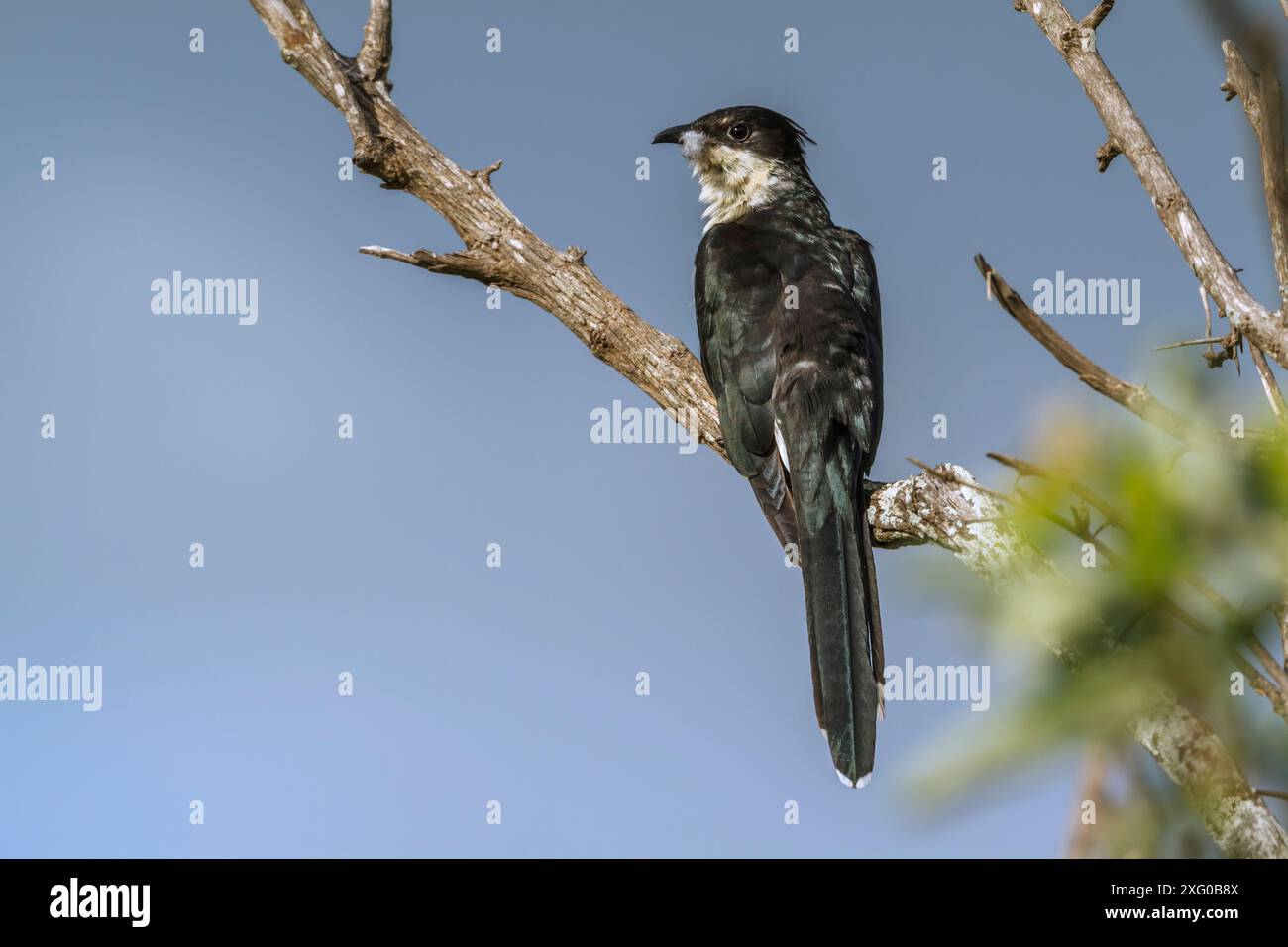 Pied Cuckoo (Clamator jacobinus) standing on a branch isolated in blue ...