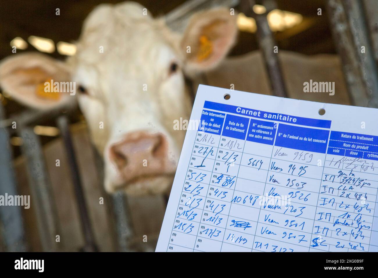 Charolais cattle breeding. Cattle breeding health booklet for animal ...