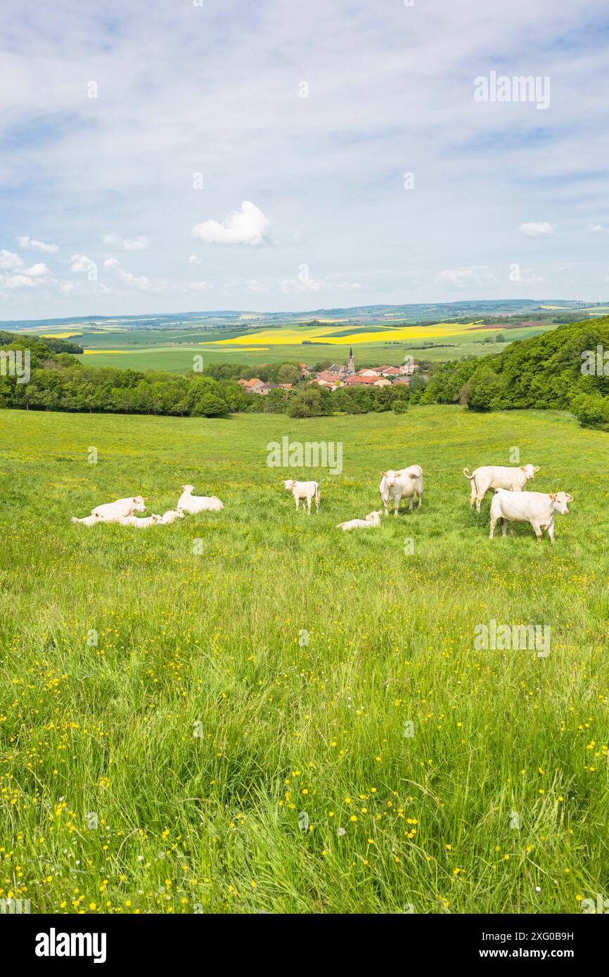 Herd of Charolais cattle, cows and calves in a tall-grass meadow ...