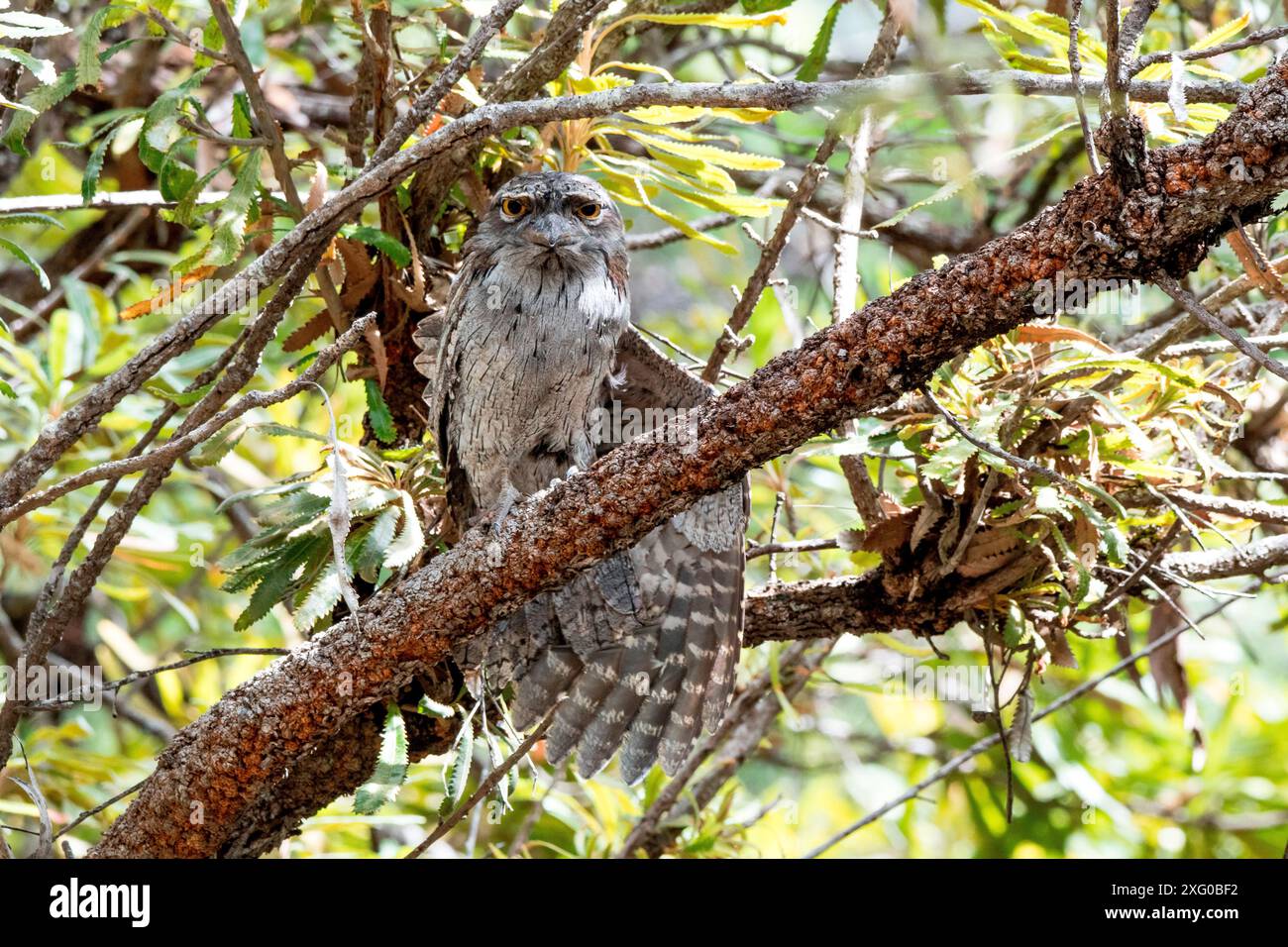 Tawny frogmouth (Podargus strigoides) stretching its wings on Fraser ...