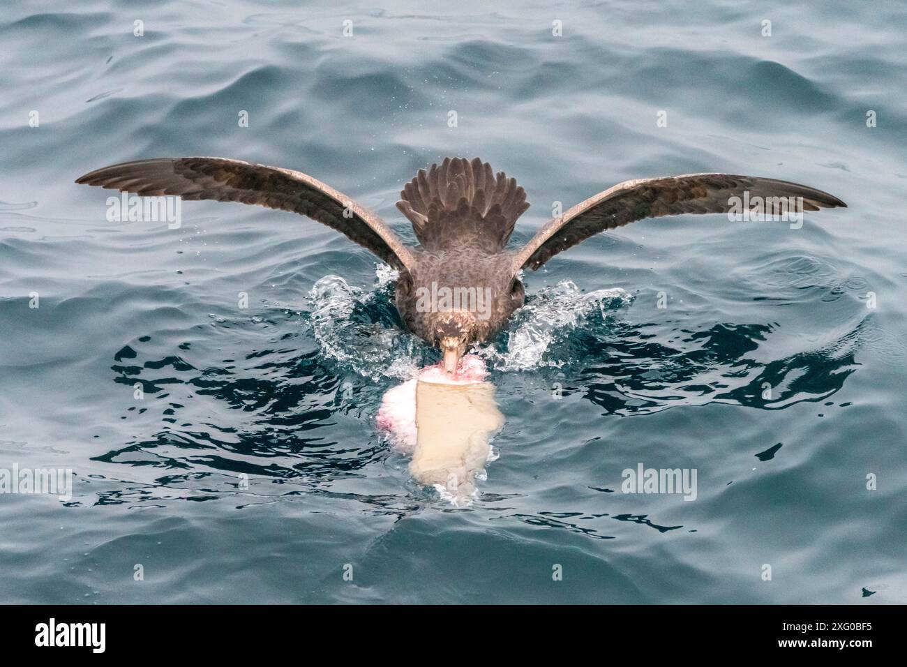 Giant petrel (Macronectes giganteus) eating a piece of seal in Gerlache ...