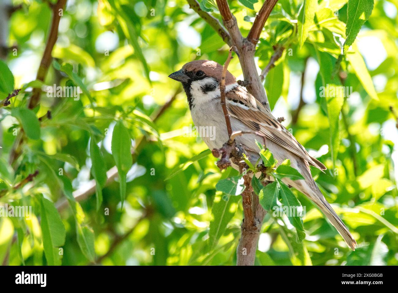 Adult of the eastern subspecies of Sparrow (Passer montanus dilutus) in ...
