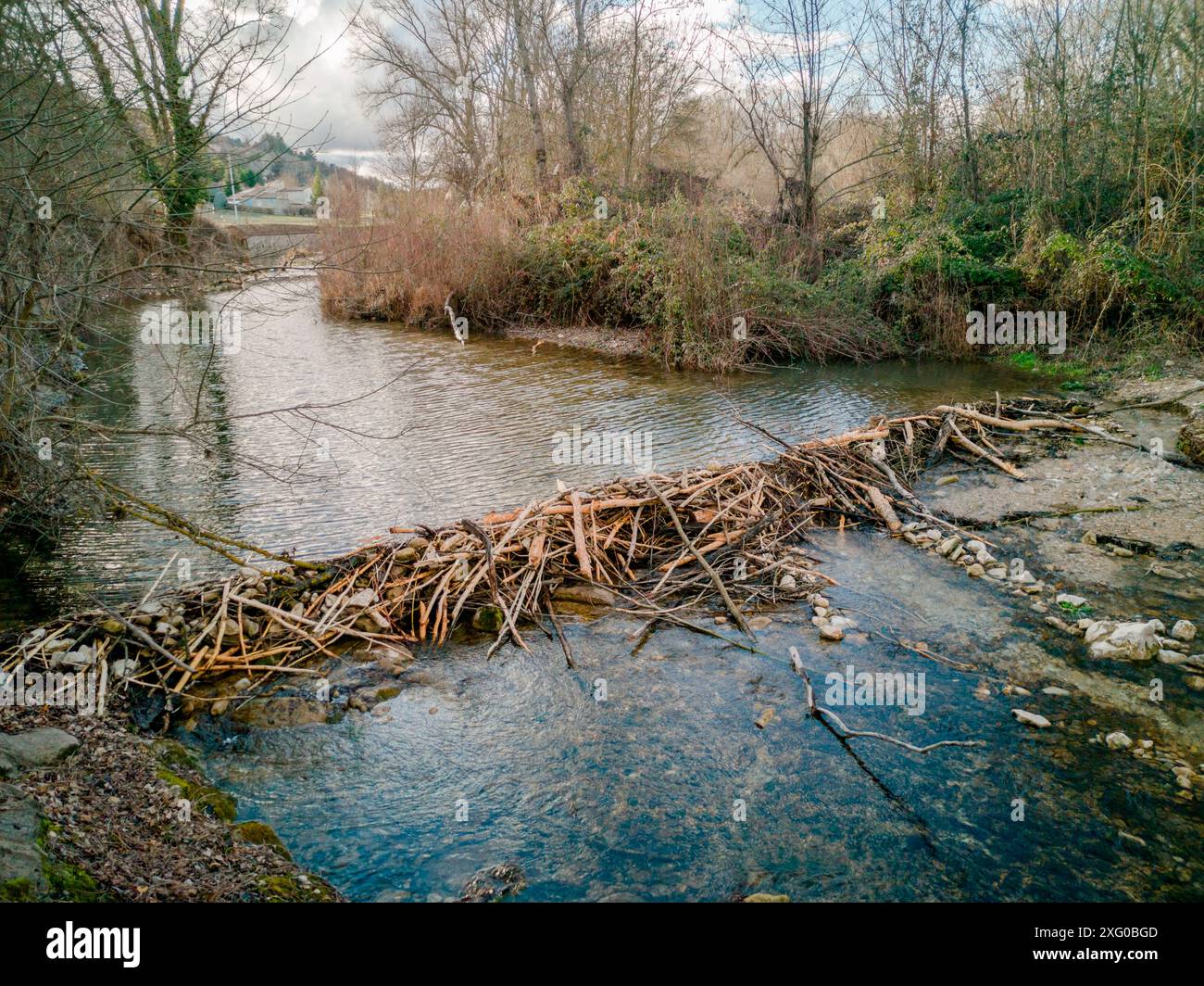 Small European Beaver (Castor fiber) dam across the Largue, a tributary ...