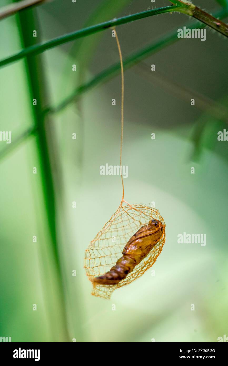 Strange cocoon enclosing the chrysalis of a Urodid butterfly and ...