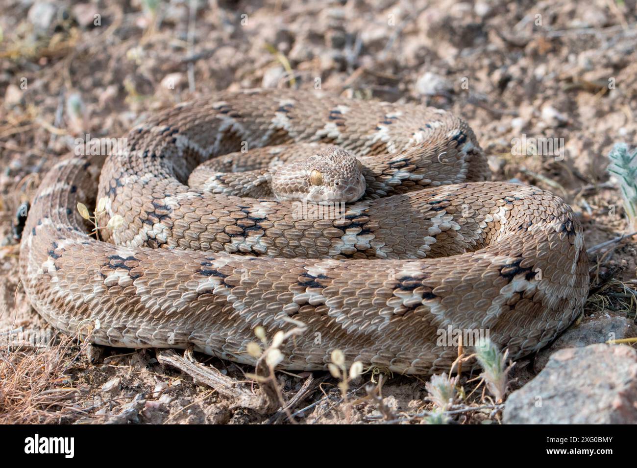 Saw-scaled Viper (Echis carinatus) coiled on the ground in the steppe ...