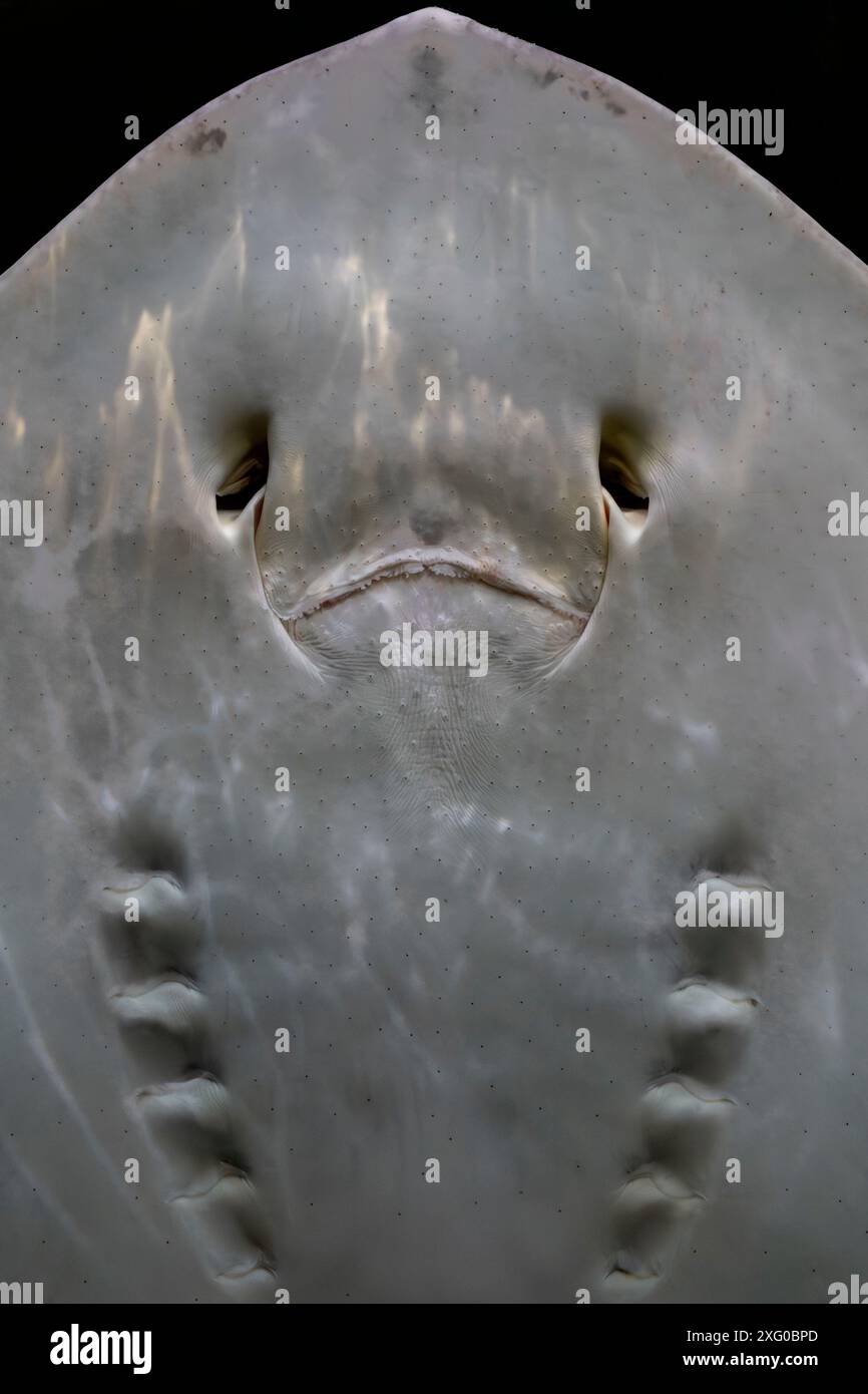 Southern stingray (Hypanus americanus) underside Stock Photo - Alamy