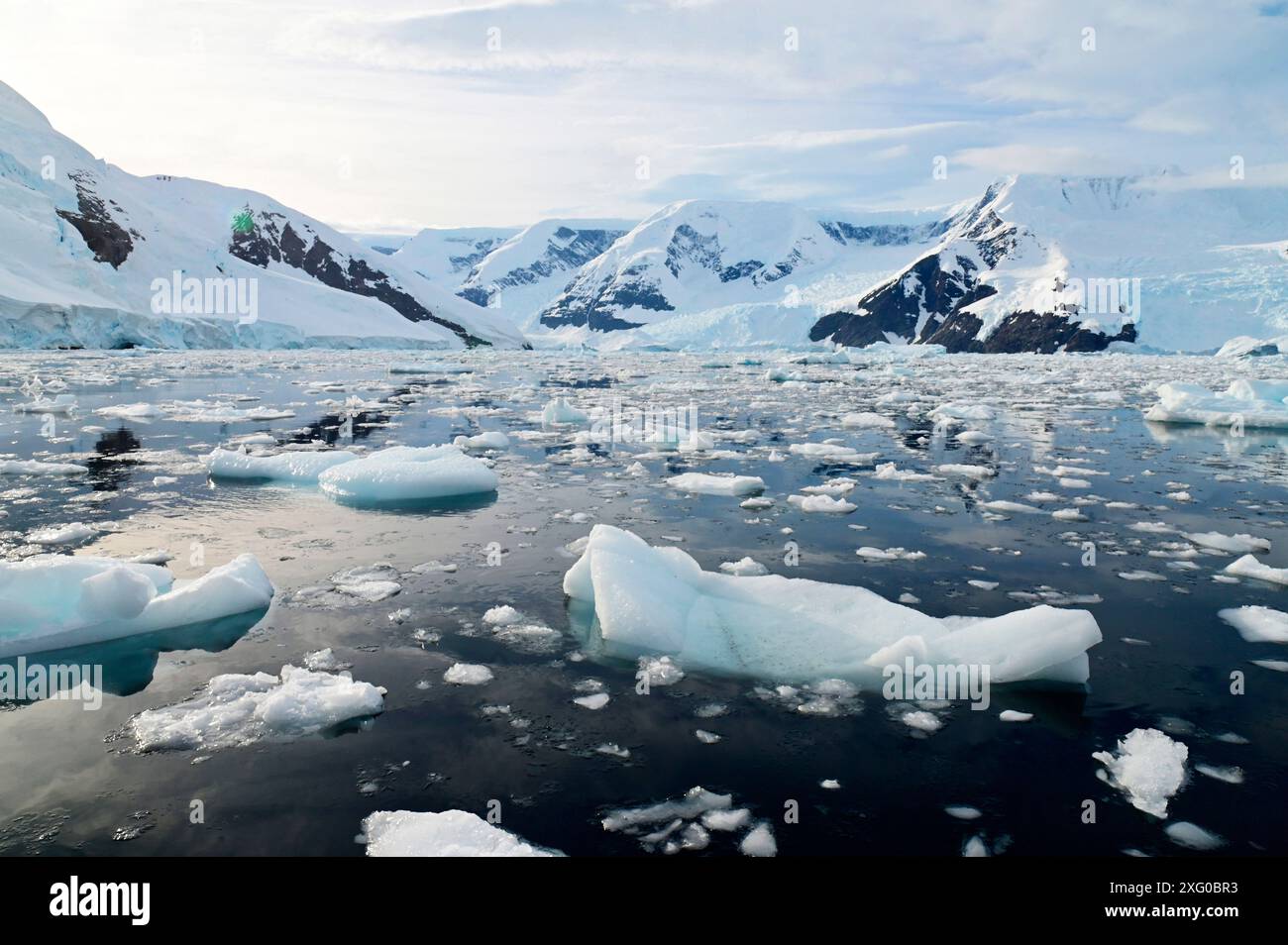 Grollers inside the Andvord bay, located in the Graham island ...