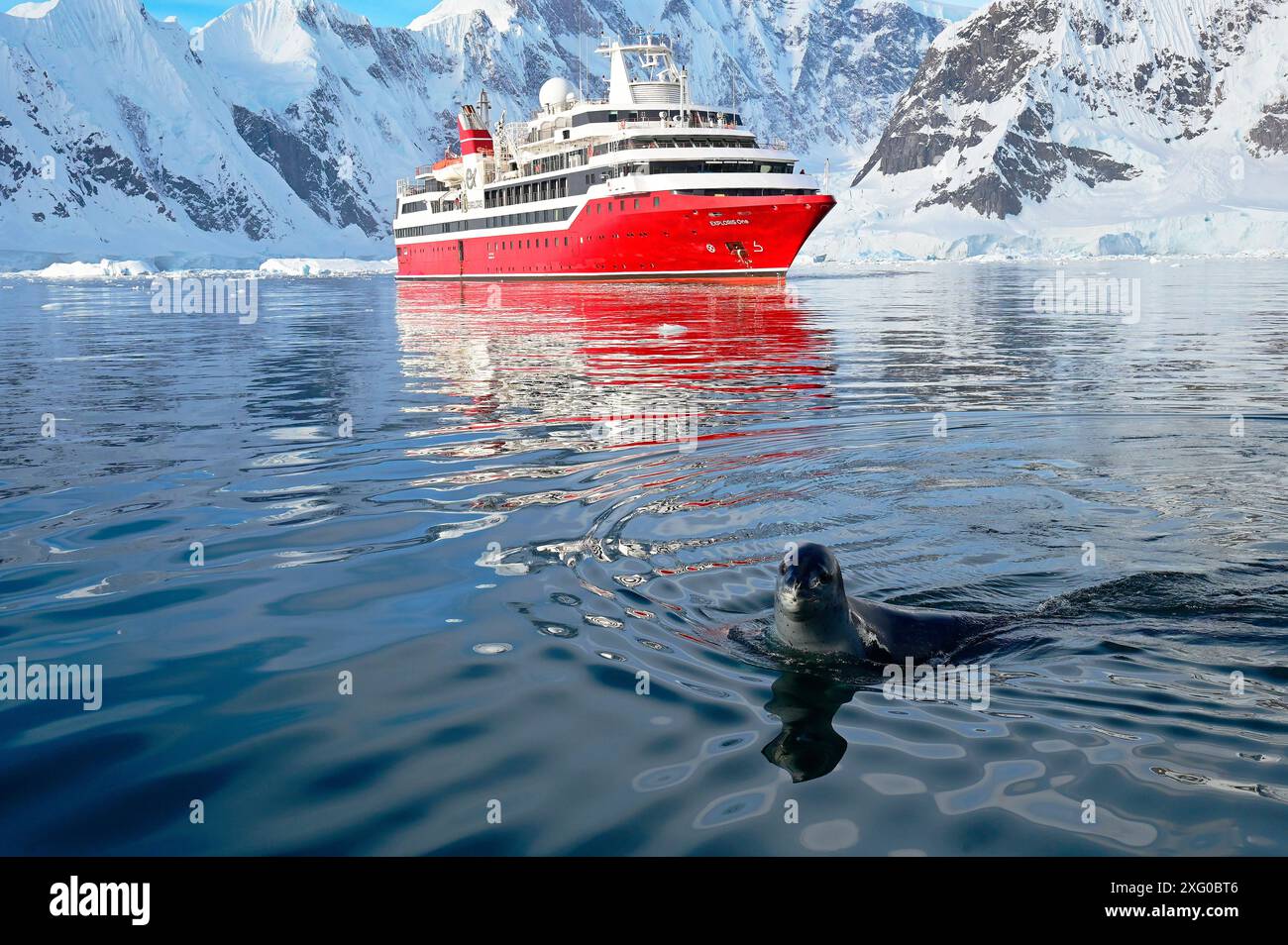 Leopard seal swimming nearthe cruise ship Exploris One. Cruise on board ...