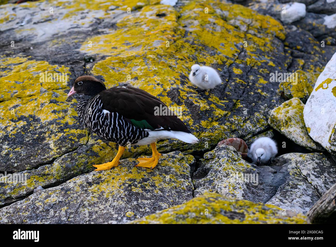 Kelp Goose(Chloephaga hybrida malvinarum)female and goslings, Carcass ...