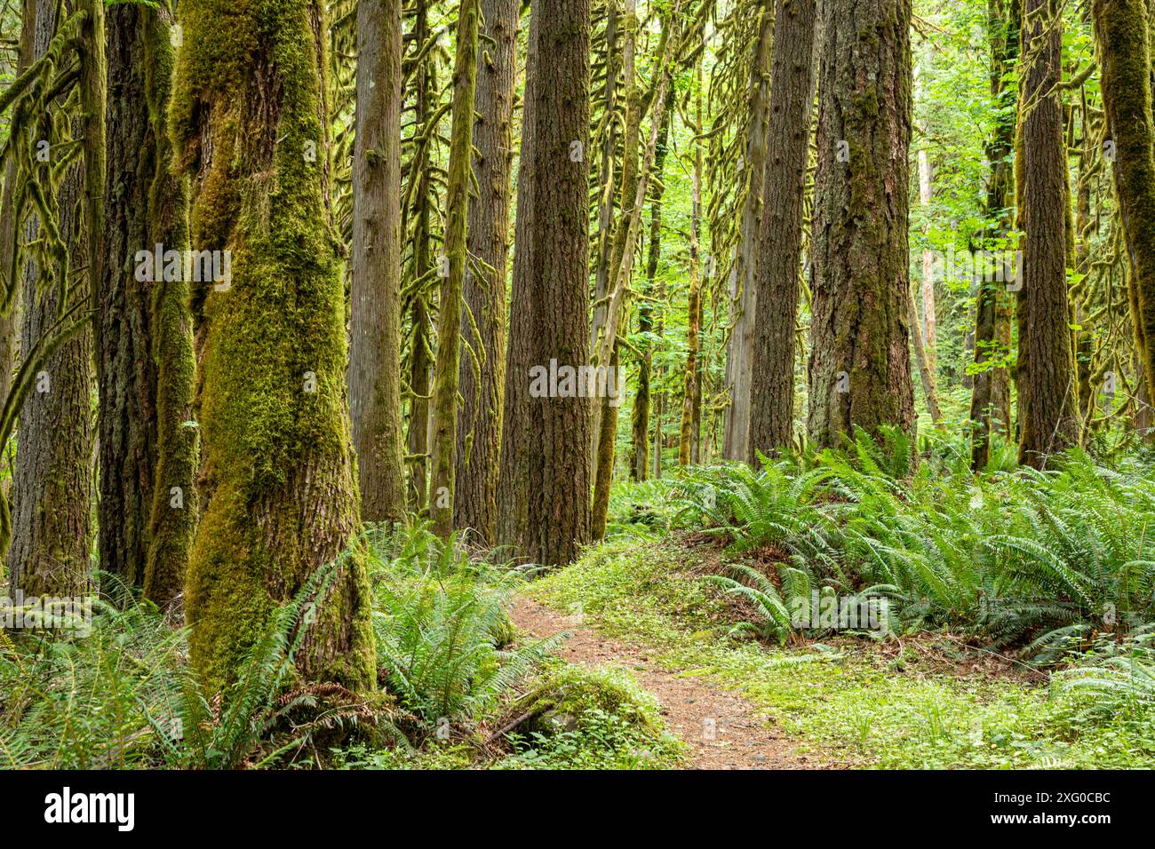 WA25501-00...WASHINGTON - Mixed forest along the Baler Lake Trail in ...