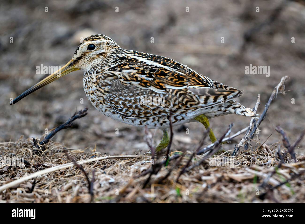Magellanic Snipe (Gallinago magellanica) Carcass island, Falkland Stock Photo - Alamy