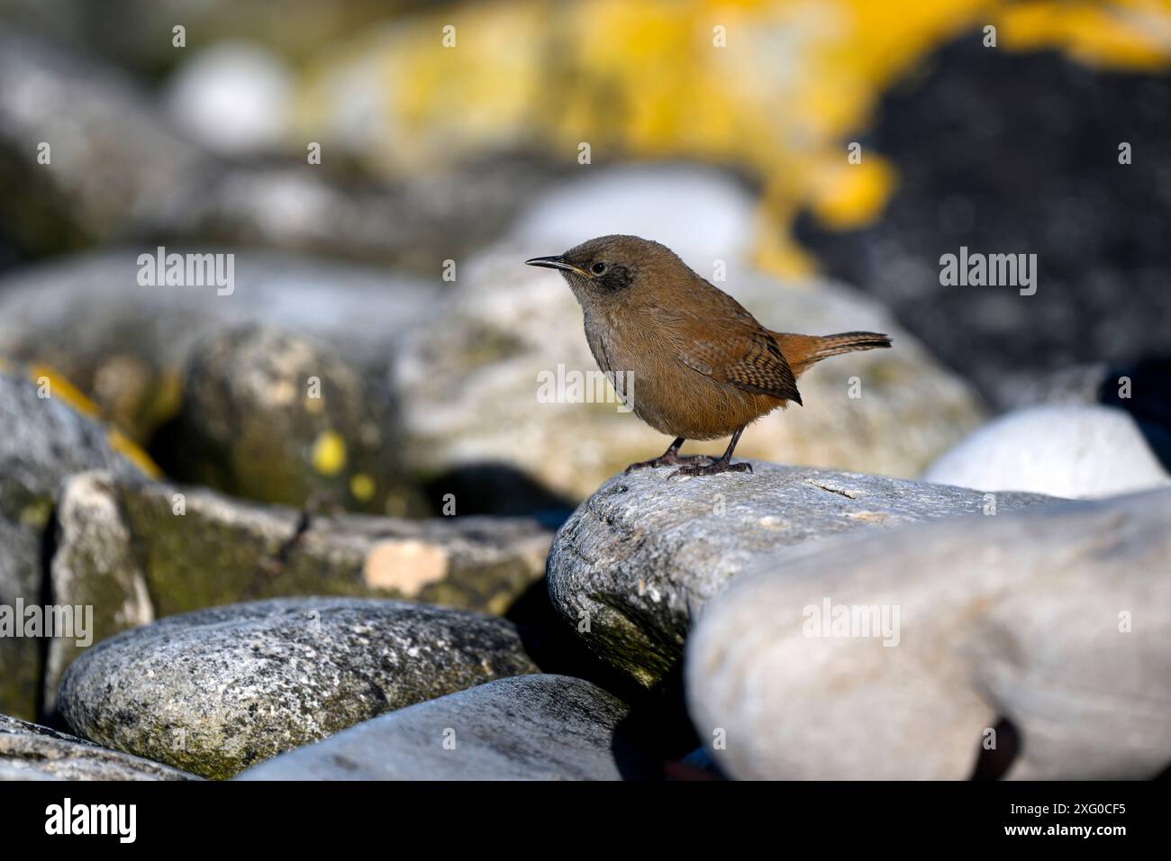 Cobb's Wren (Troglodytes cobbi), Carcass island, Falkland Stock Photo ...