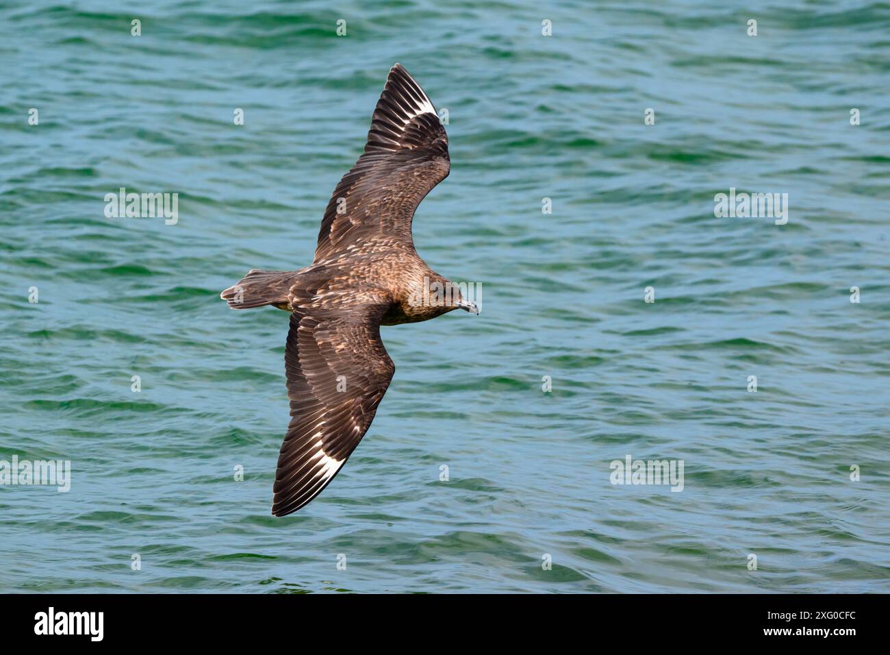 Brown Skua (Stercorarius antarcticus) in flight over the sea, Carcass Island, Falkland Stock ...