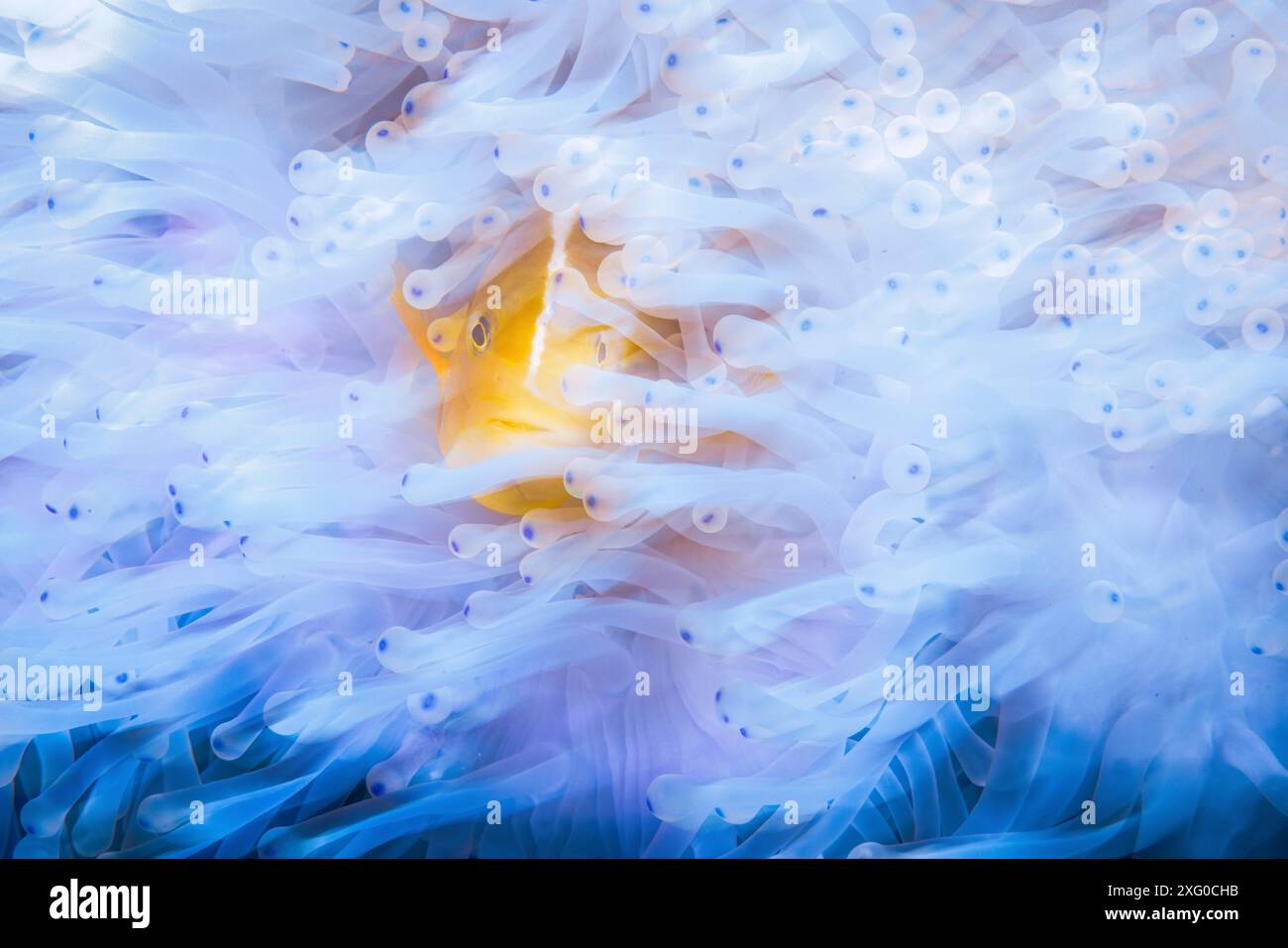 Skunk clownfish (Amphiprion akallopisos) hidden in the bleached ...