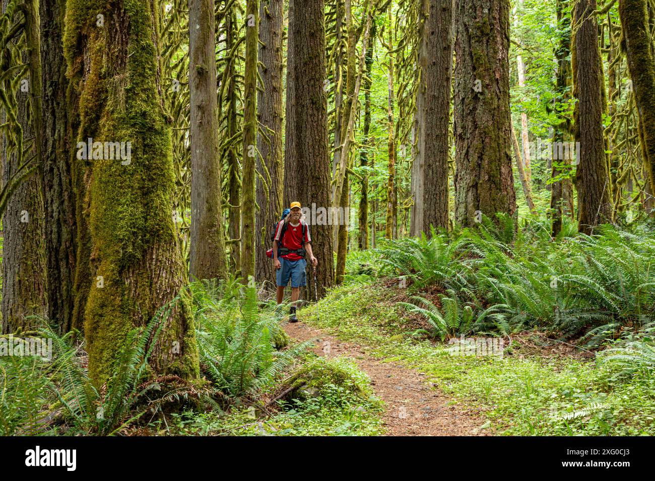 WA25502-00...WASHINGTON - Hiker on the Baker Lake Trail passing through ...