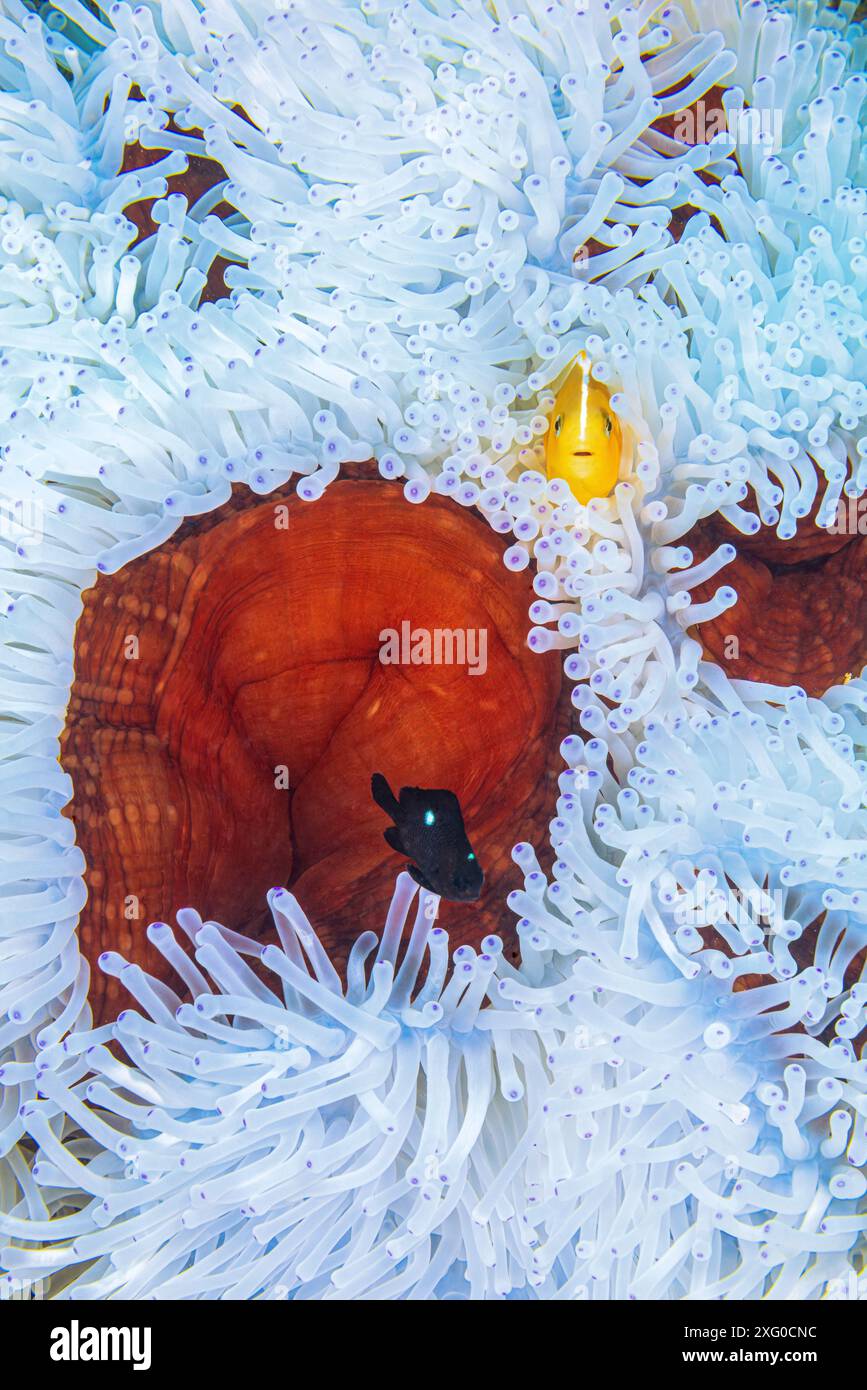 Skunk clownfish (Amphiprion akallopisos) hidden in the bleached ...