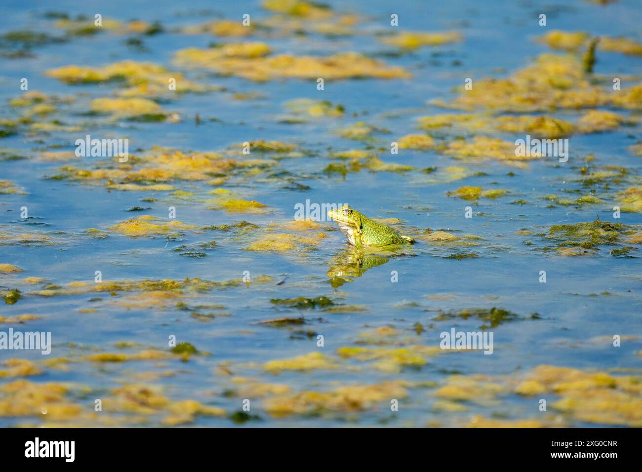 Perez's frog (Pelophylax perezi) in water, Camargue, France Stock Photo ...