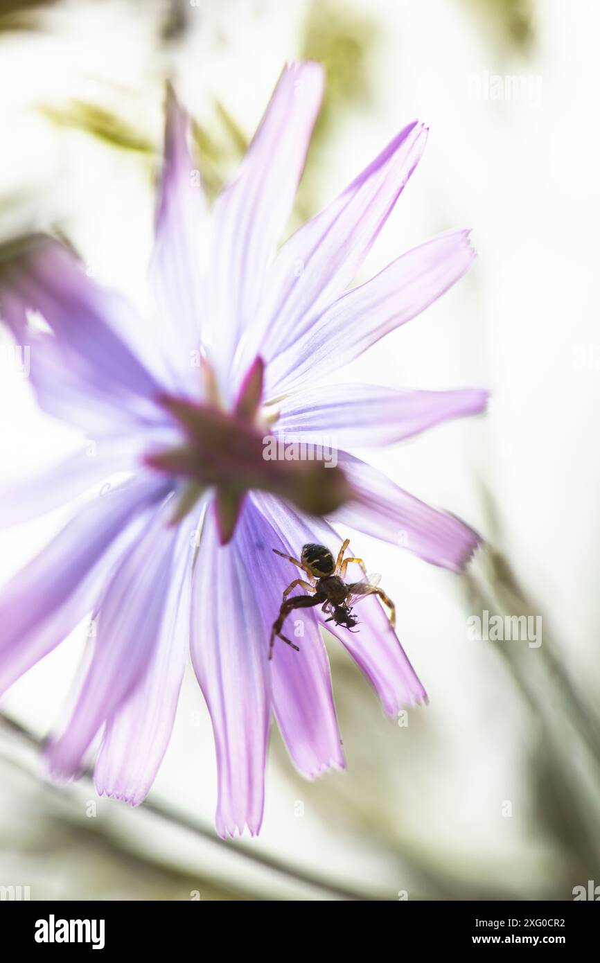 Carb spider (Synema globosum) and prey, on the back of a mountain ...