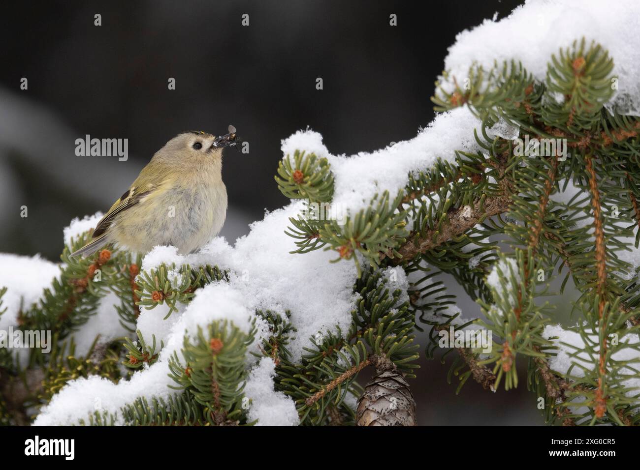 Crested kinglet (Regulus regulus) in the snow on a fir tree in the ...