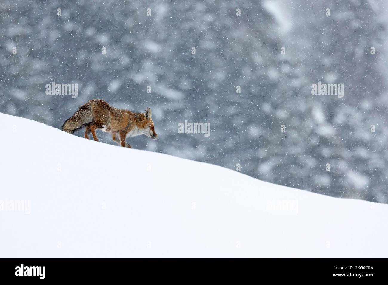 Red fox (Vulpes vulpes), female in the snow, Alps, Canton of Vaud ...