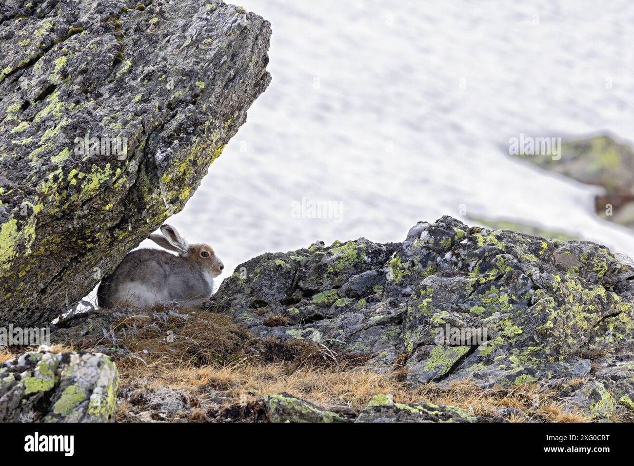 Mountain hare (Lepus timidus), in spring coat, in the Valais Alps ...