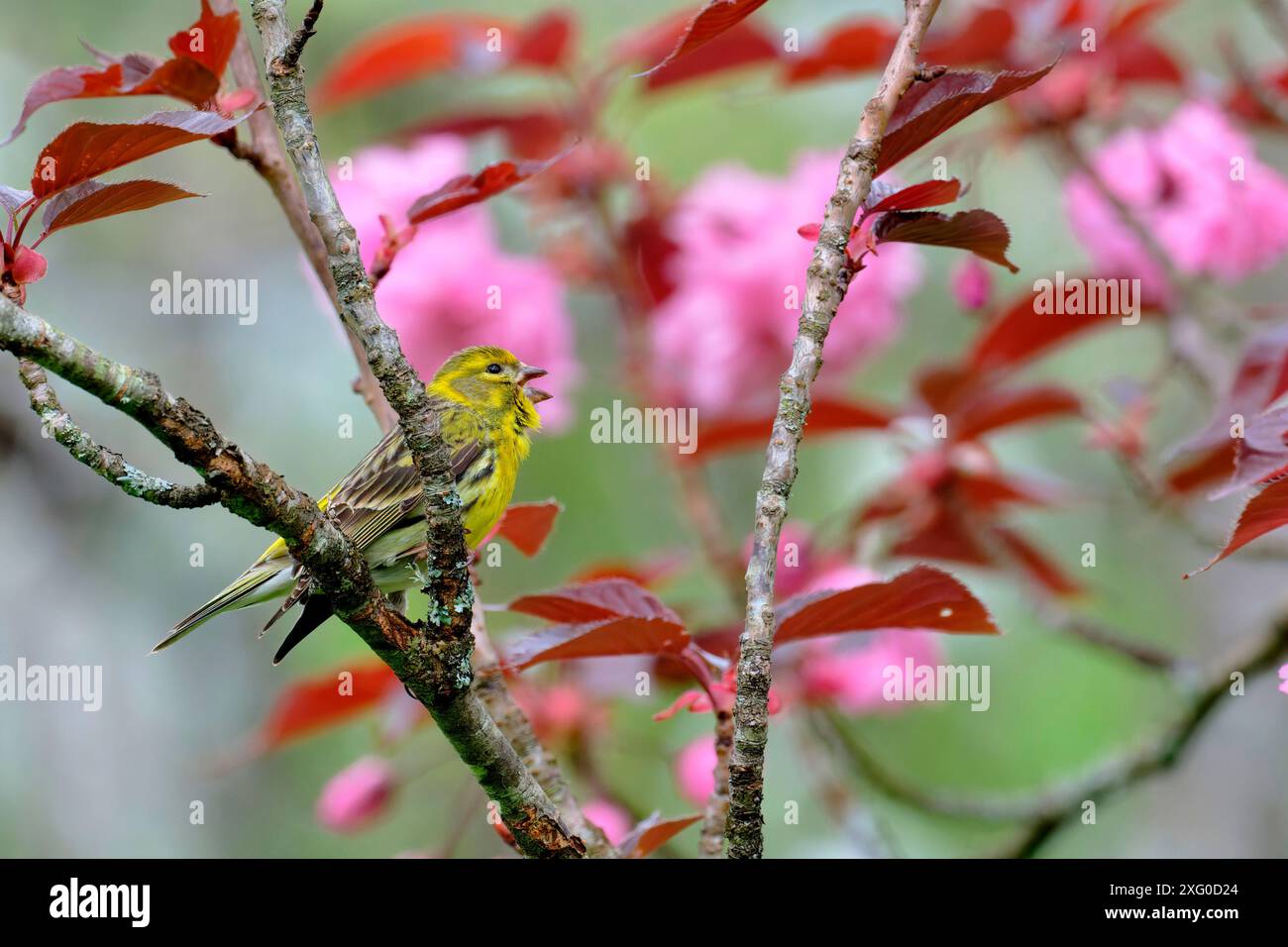 Male European Serin (Serinus serinus) singing in a blossomless apple ...