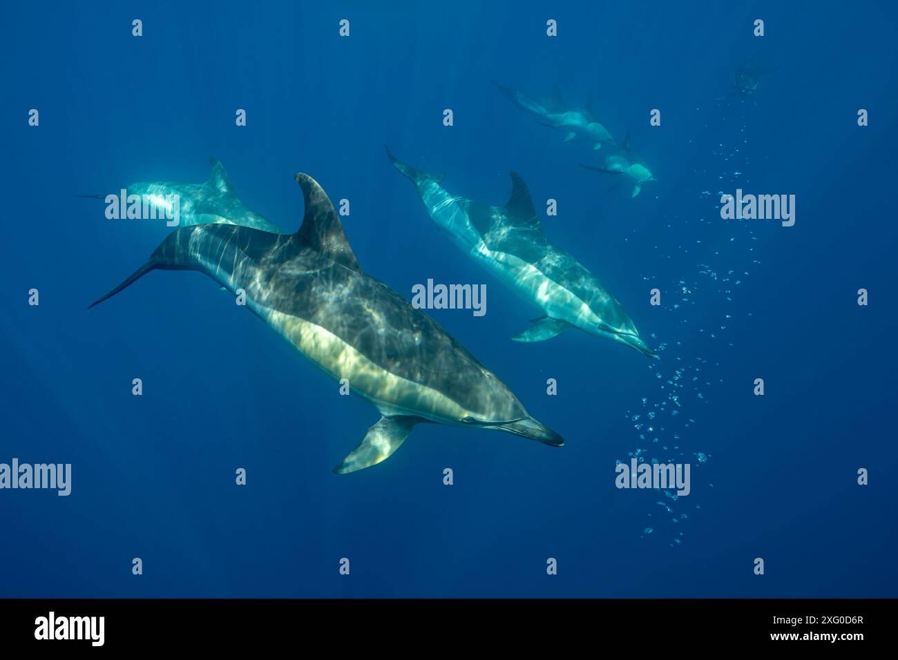 Pod of Common dolphin (Delphinus delphis). They are the most abundant ...