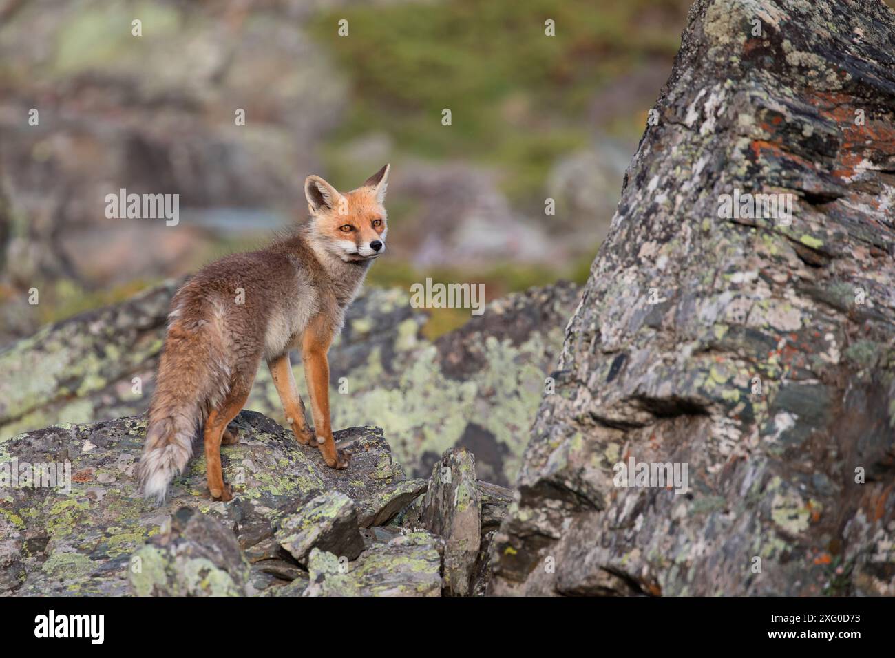 Red fox (Vulpes vulpes) on a rock, Zermatt, Switzerland Stock Photo - Alamy