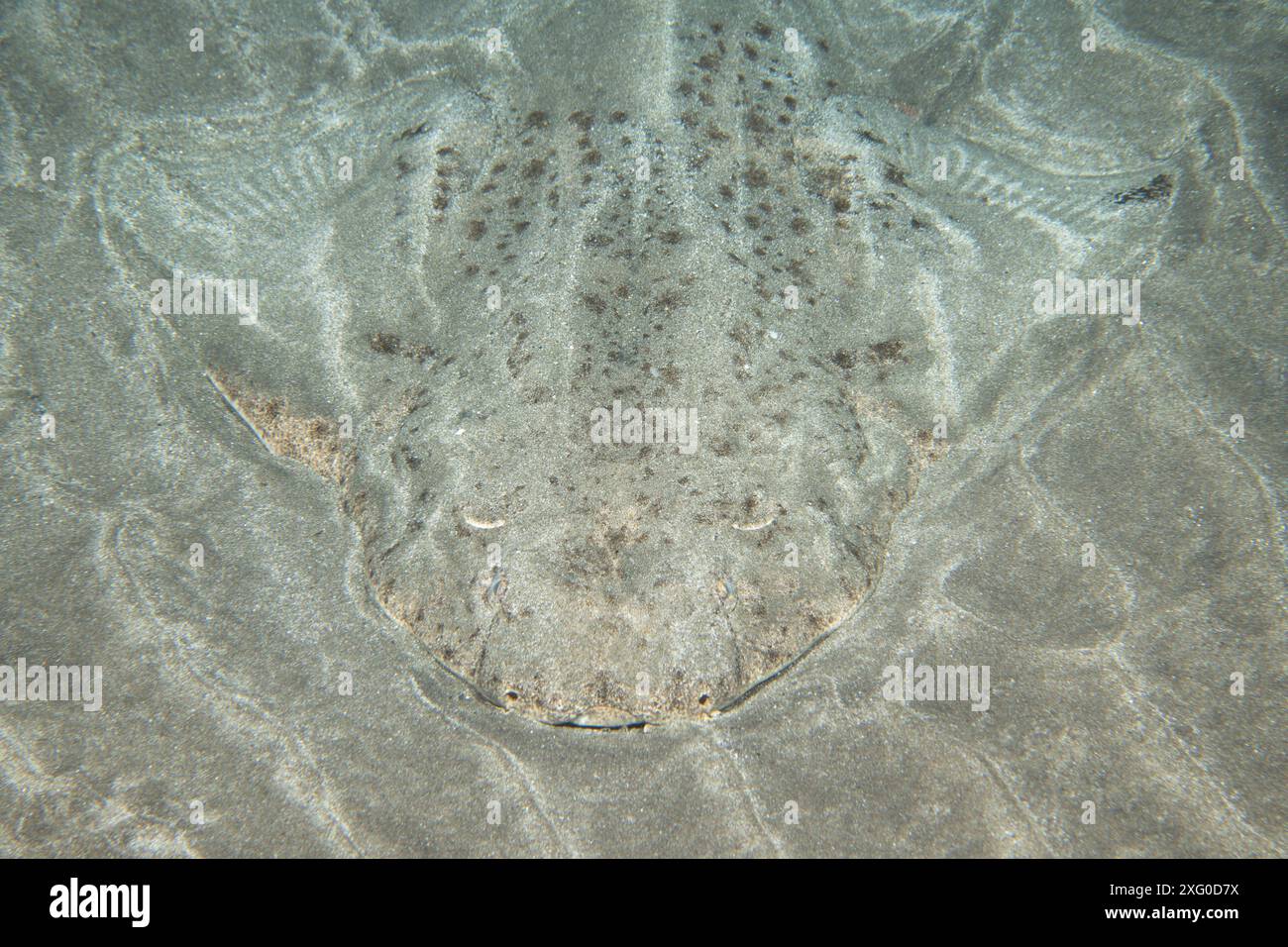 Angel shark (Squatina squatina). This shark, very well adapted to ...