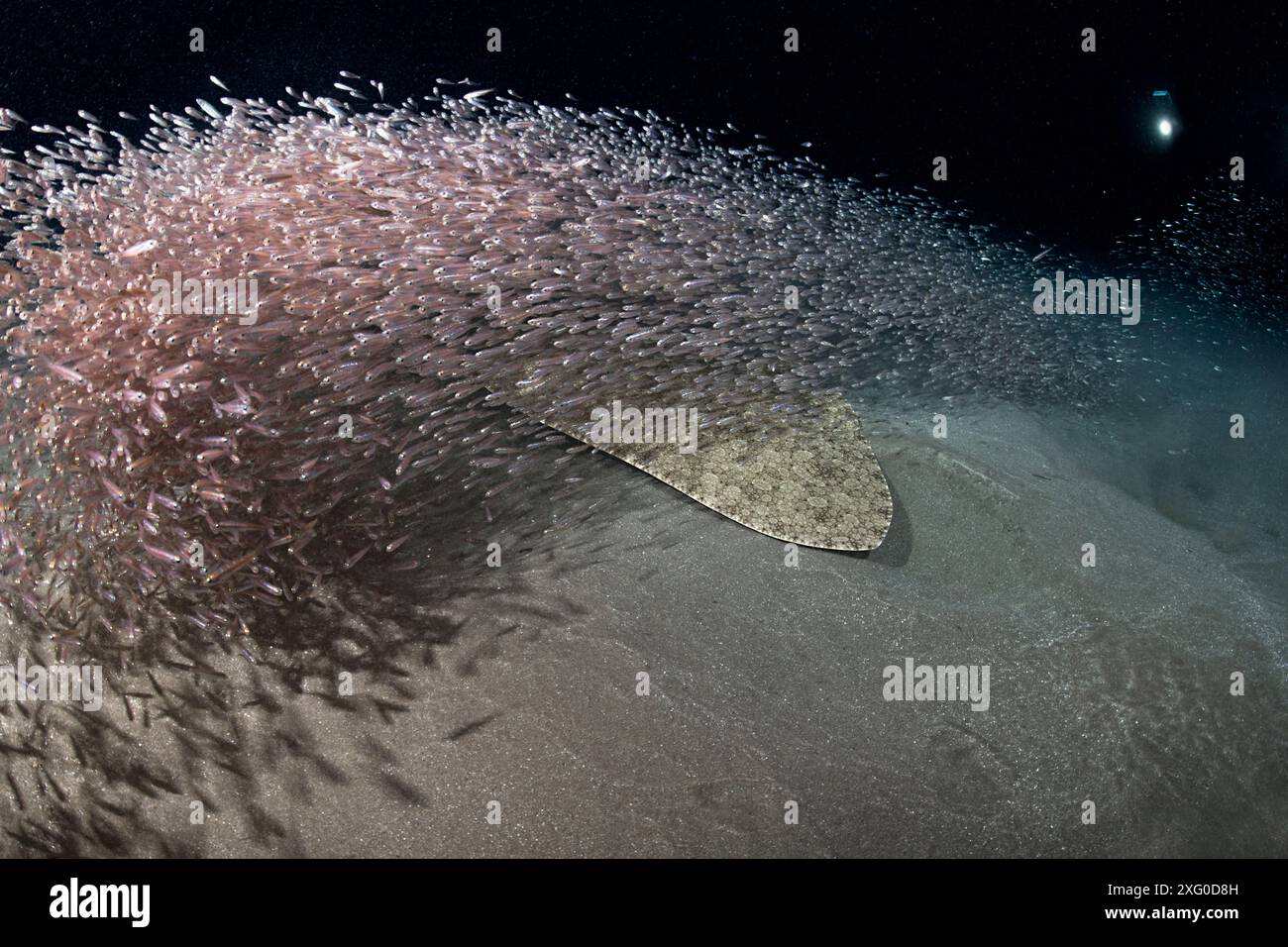 Sand smelt (Atherina presbyter). It is during the night when they are ...