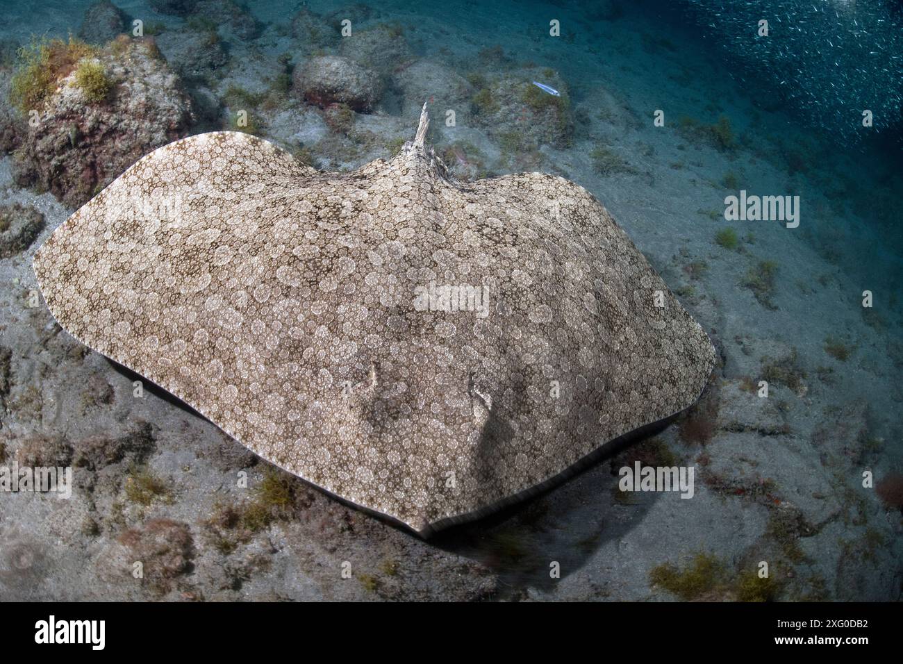 Mantelina, butterfly ray (Gymnura altavela). As a camouflage, it buries ...