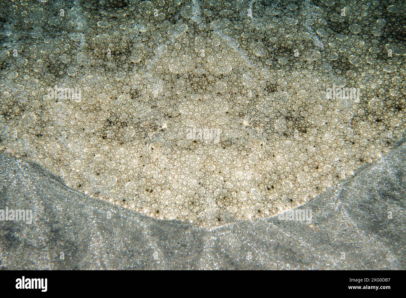 Mantelina, butterfly ray (Gymnura altavela). Detail of the head. As a ...