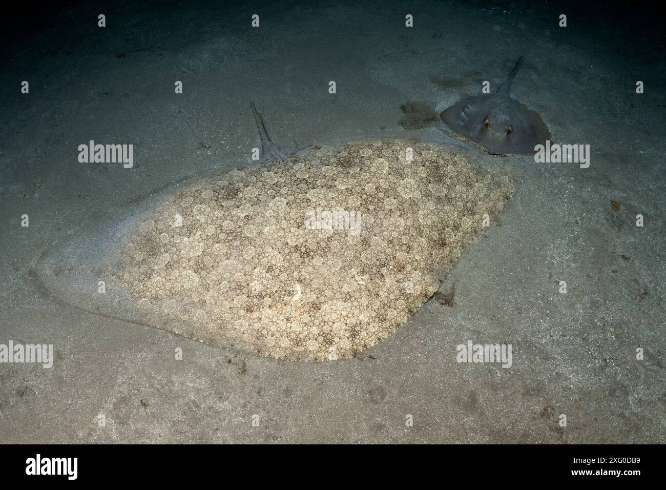 Mantelina, butterfly ray (Gymnura altavela) and common stingray ...