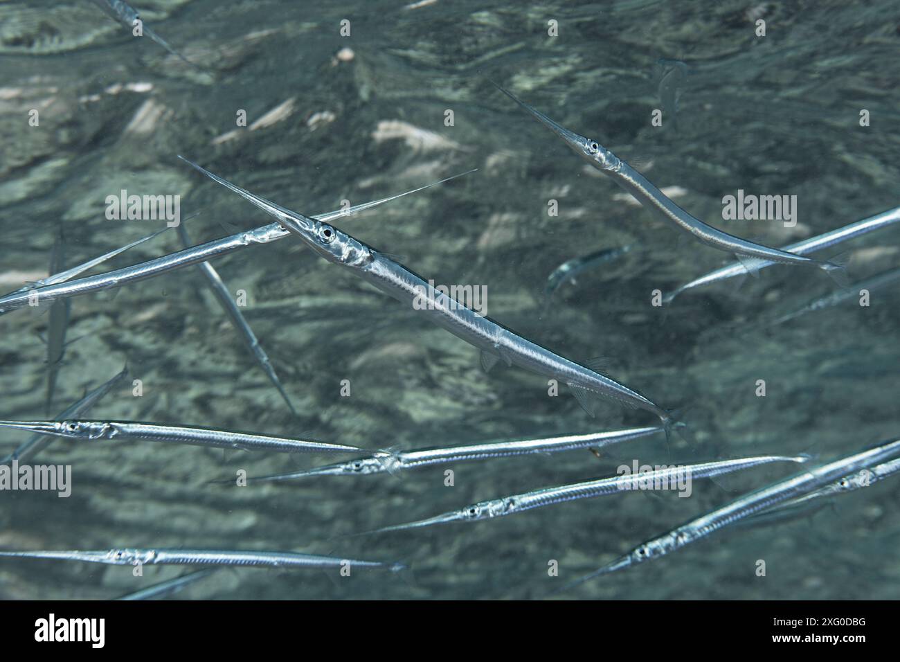 Garpike (Belone belone). In the Canary Islands there are 4 species that ...