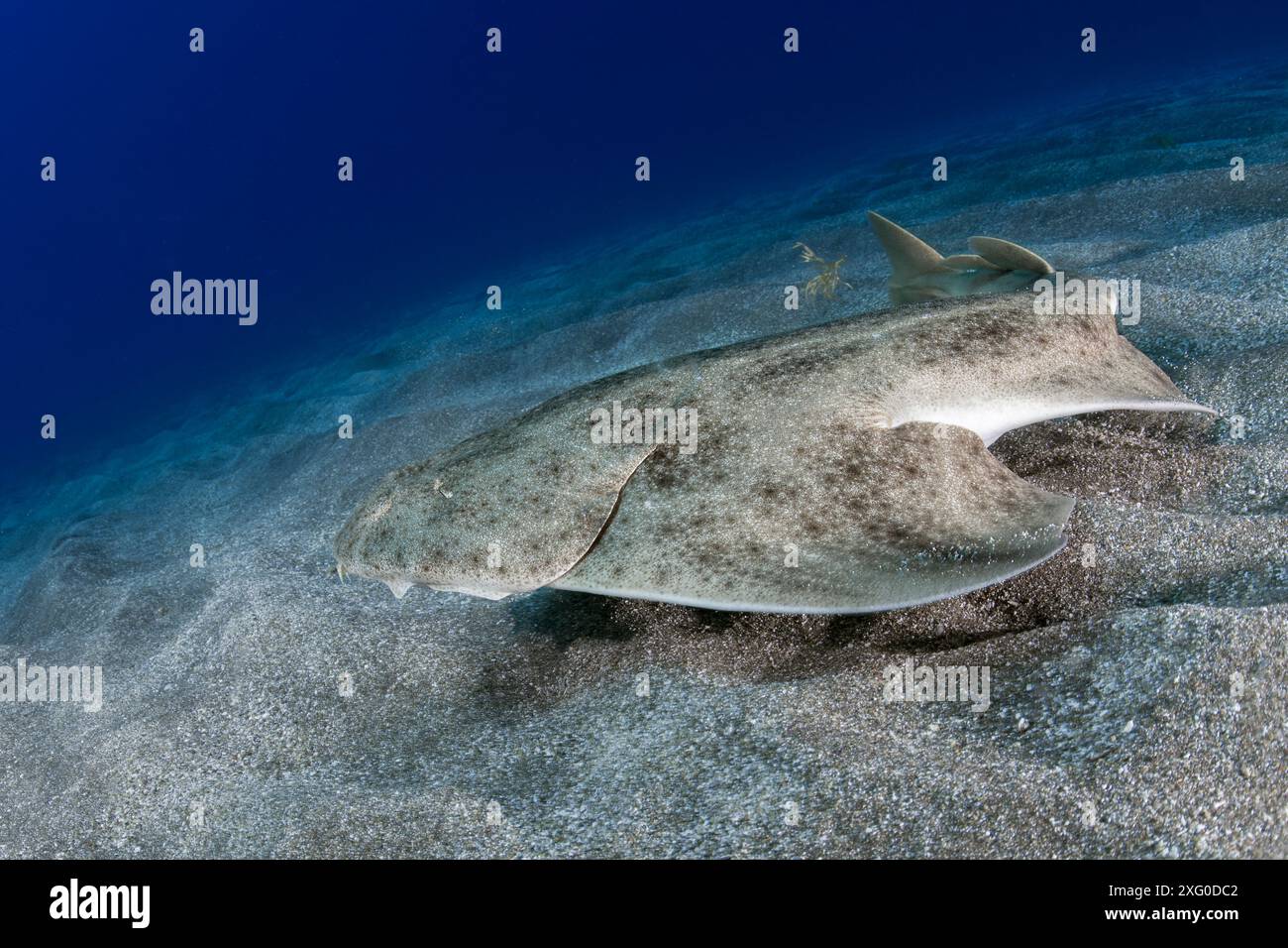 Angel shark (Squatina squatina). This shark, very well adapted to ...