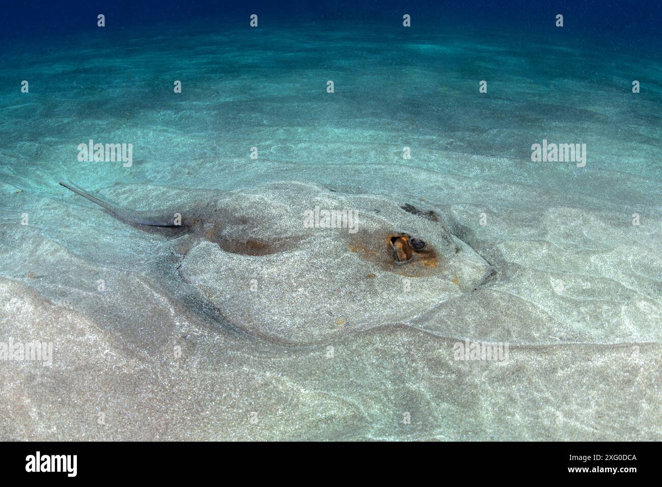 Common stingray (Dasyatis pastinaca) -In the image you can clearly see ...