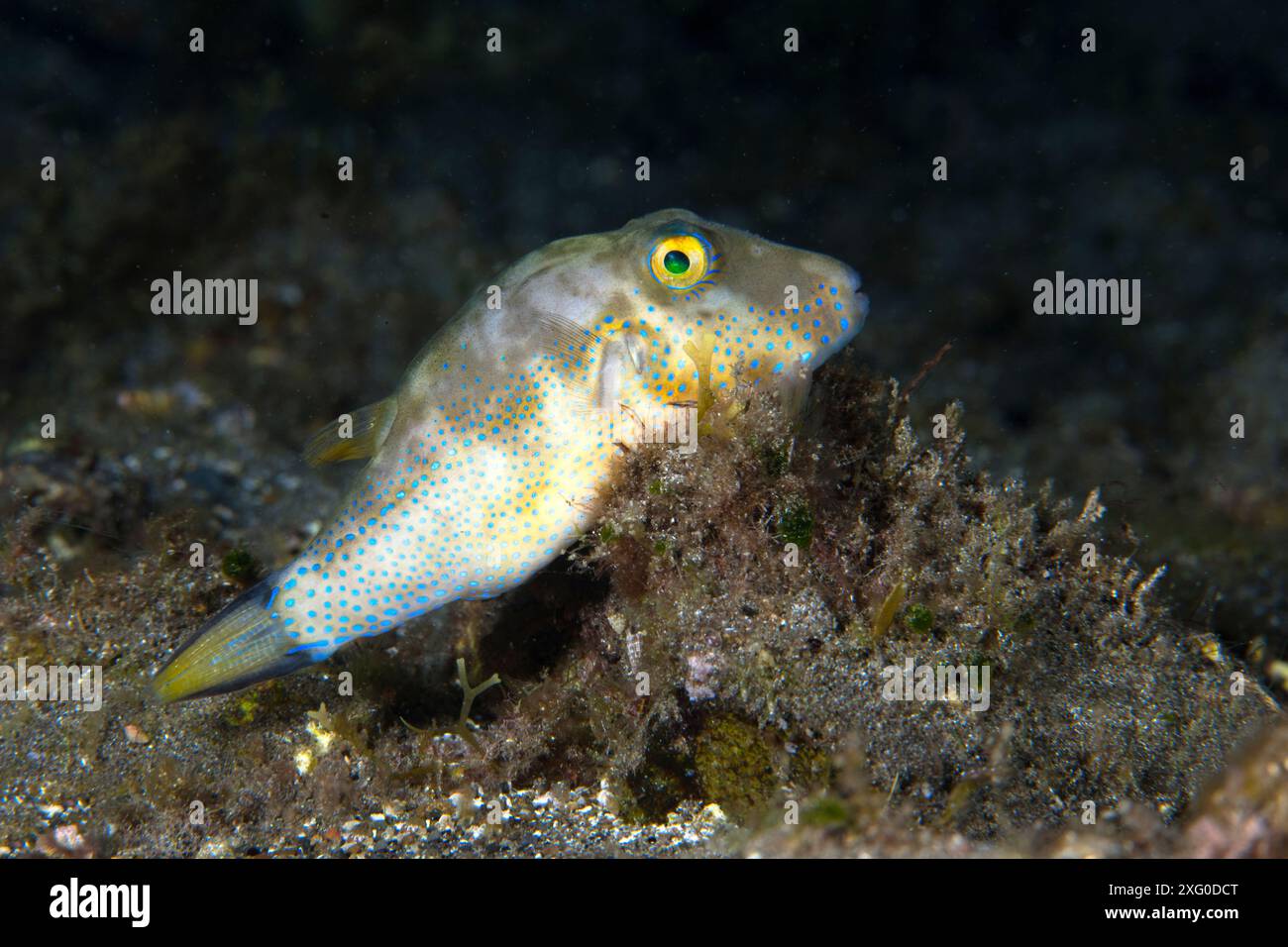 Sharpnose puffer (Canthigaster capistratus)sleeping on the seabed. Fish ...