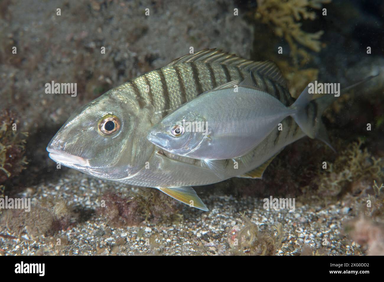 Striped seabream (Lithognathus mormyrus) and juvenile white trevally ...