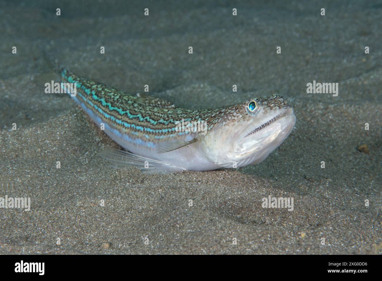 Atlantic Lizardfish (Synodus saurus). Fish of the Canary Islands ...