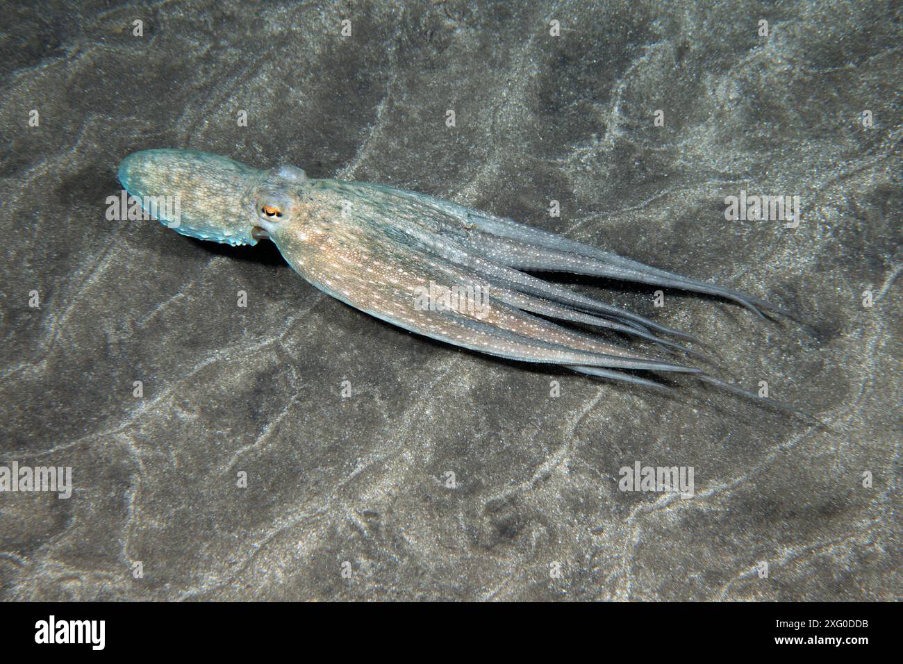 Common Octopus (Octopus vulgaris). Marine invertebrates of the Canary ...