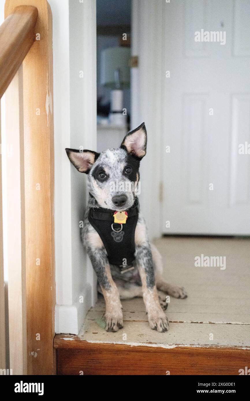 Bluey the dog hi-res stock photography and images - Alamy