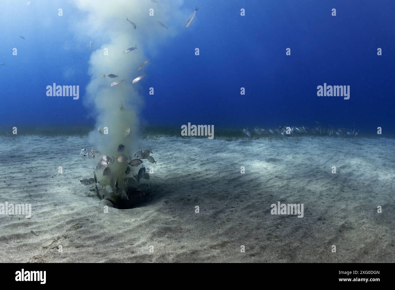 Outlet of purified water in a submarine outfall where it is common to ...