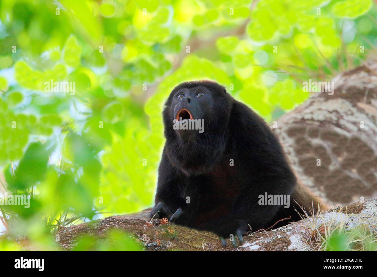 Mantled howler (Alouatta palliata) adult male howling on his territory ...