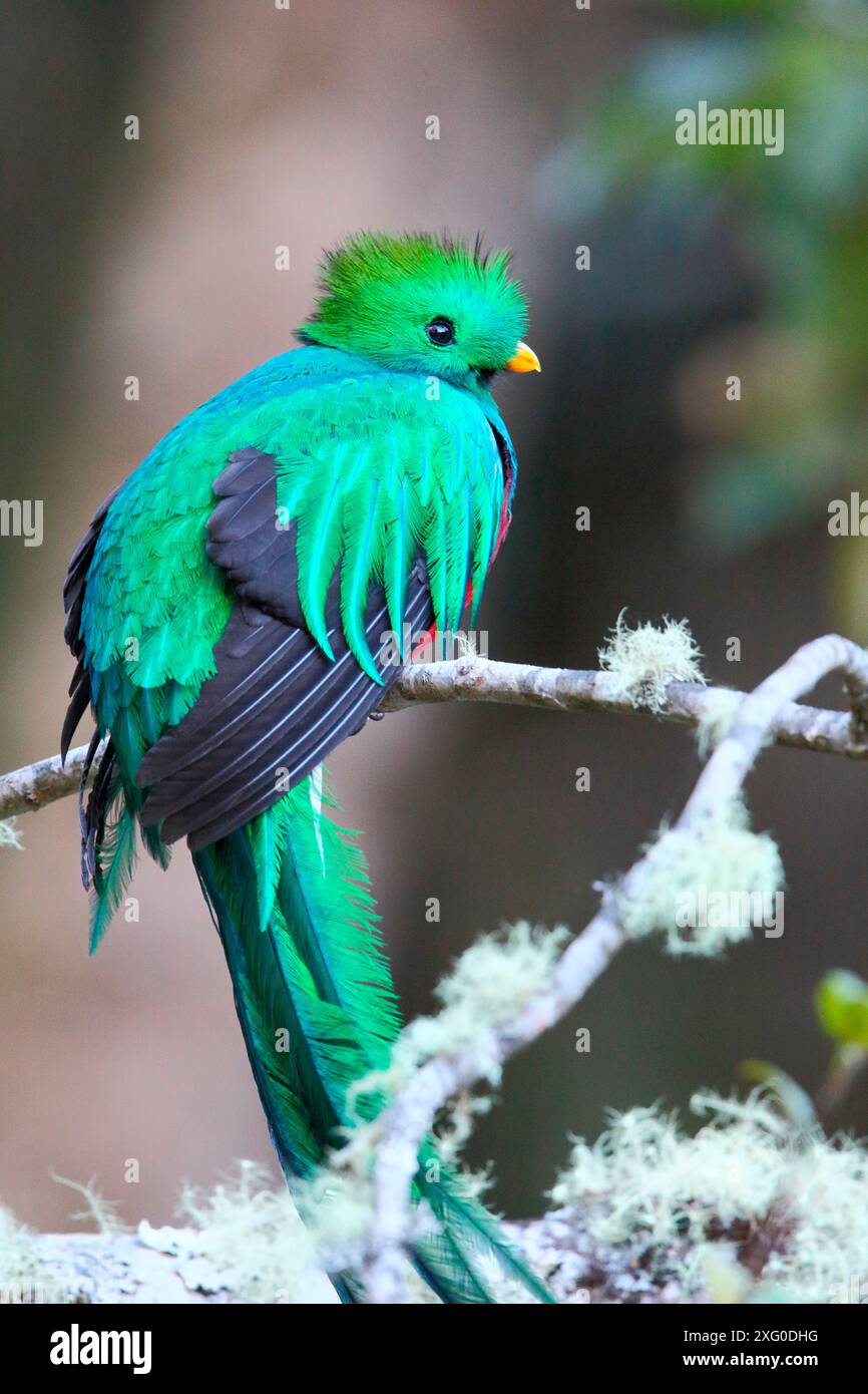 Resplendent Quetzal (Pharomachrus mocinno) adult male on a branch, his ...