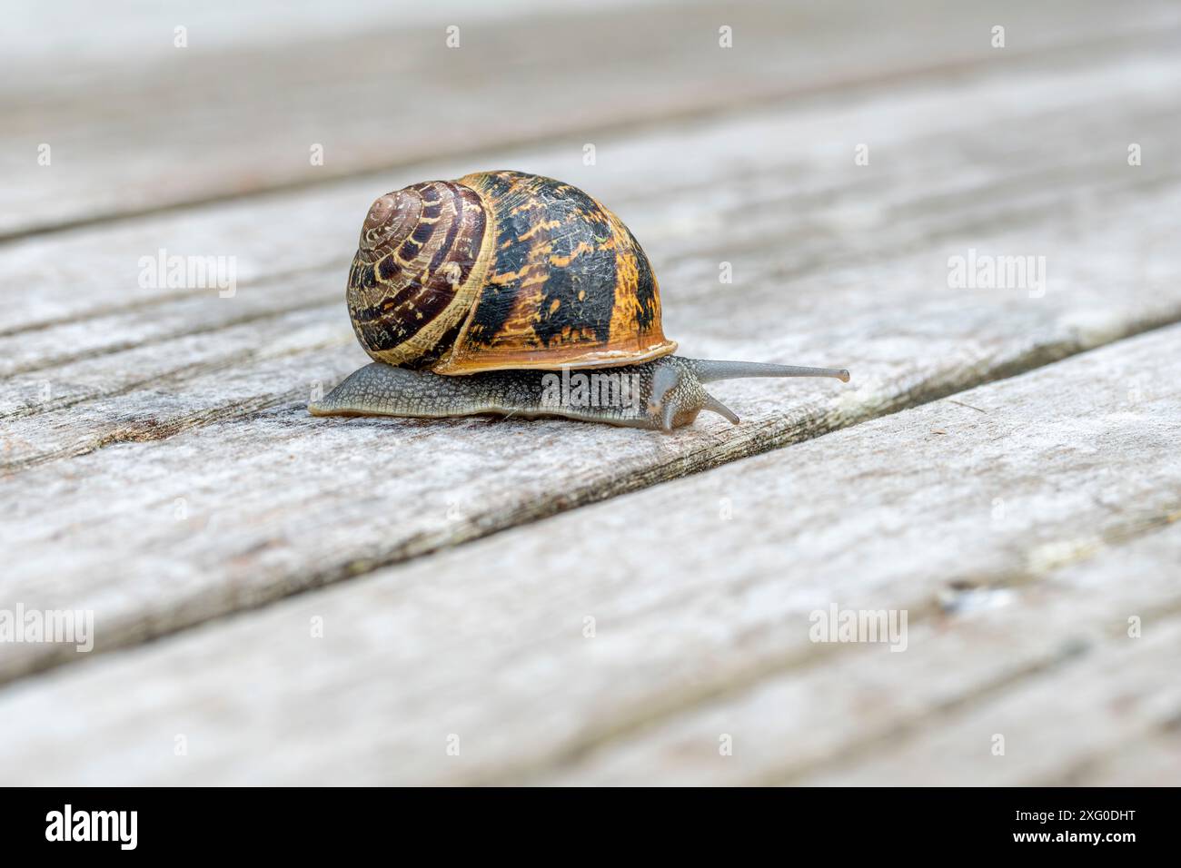 Garden snail (Cornu aspersum) crawling on a garden terrace, Cotes-d ...