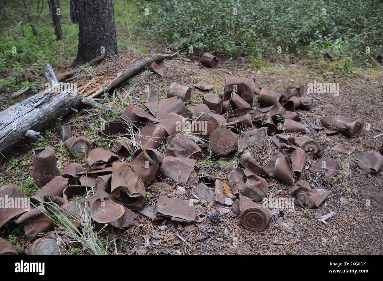 A pile of old rusted tin cans lays discarded in an abandoned Gold Rush ...