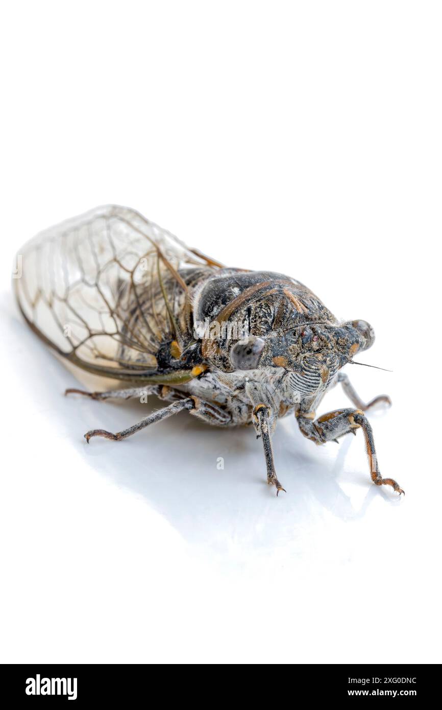 Common Cicada (Lyristes plebejus), Bouches-du-Rhone, France Stock Photo ...