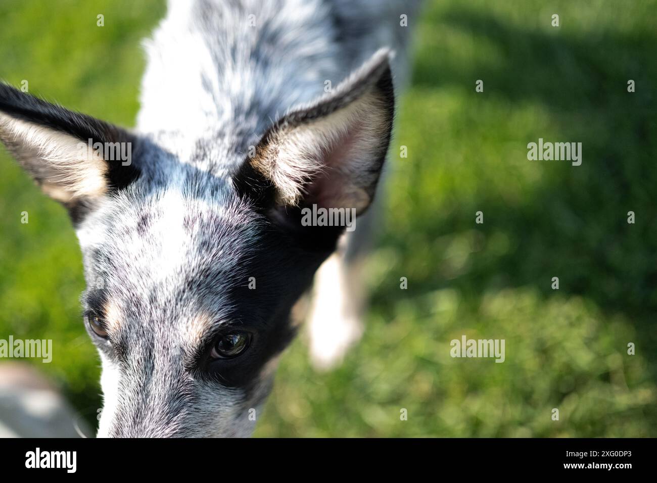 Bluey the dog hi-res stock photography and images - Alamy