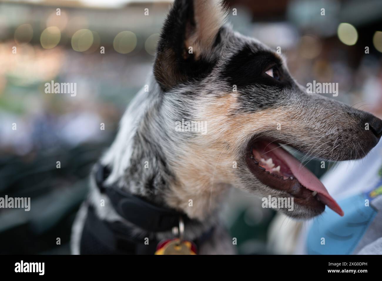 Bluey the dog hi-res stock photography and images - Alamy